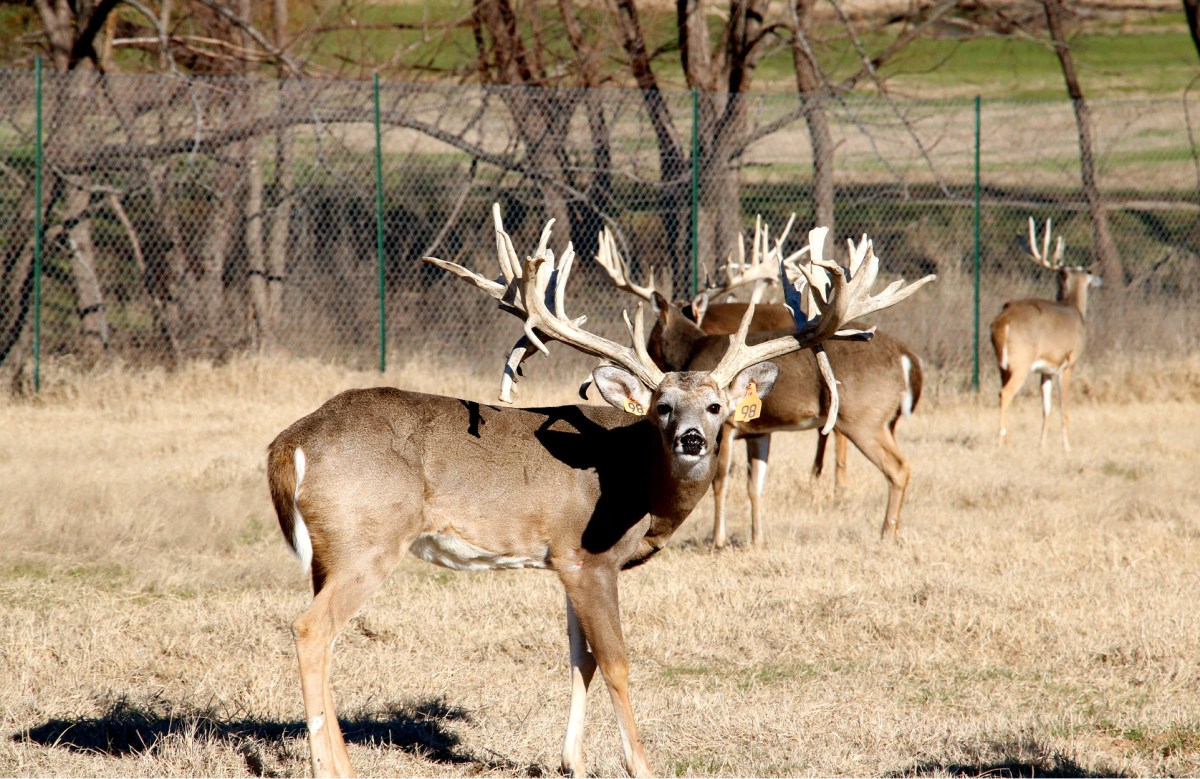 This Bill Would Give Deer Breeders a Free Pass to Ignore Alabama’s CWD ...