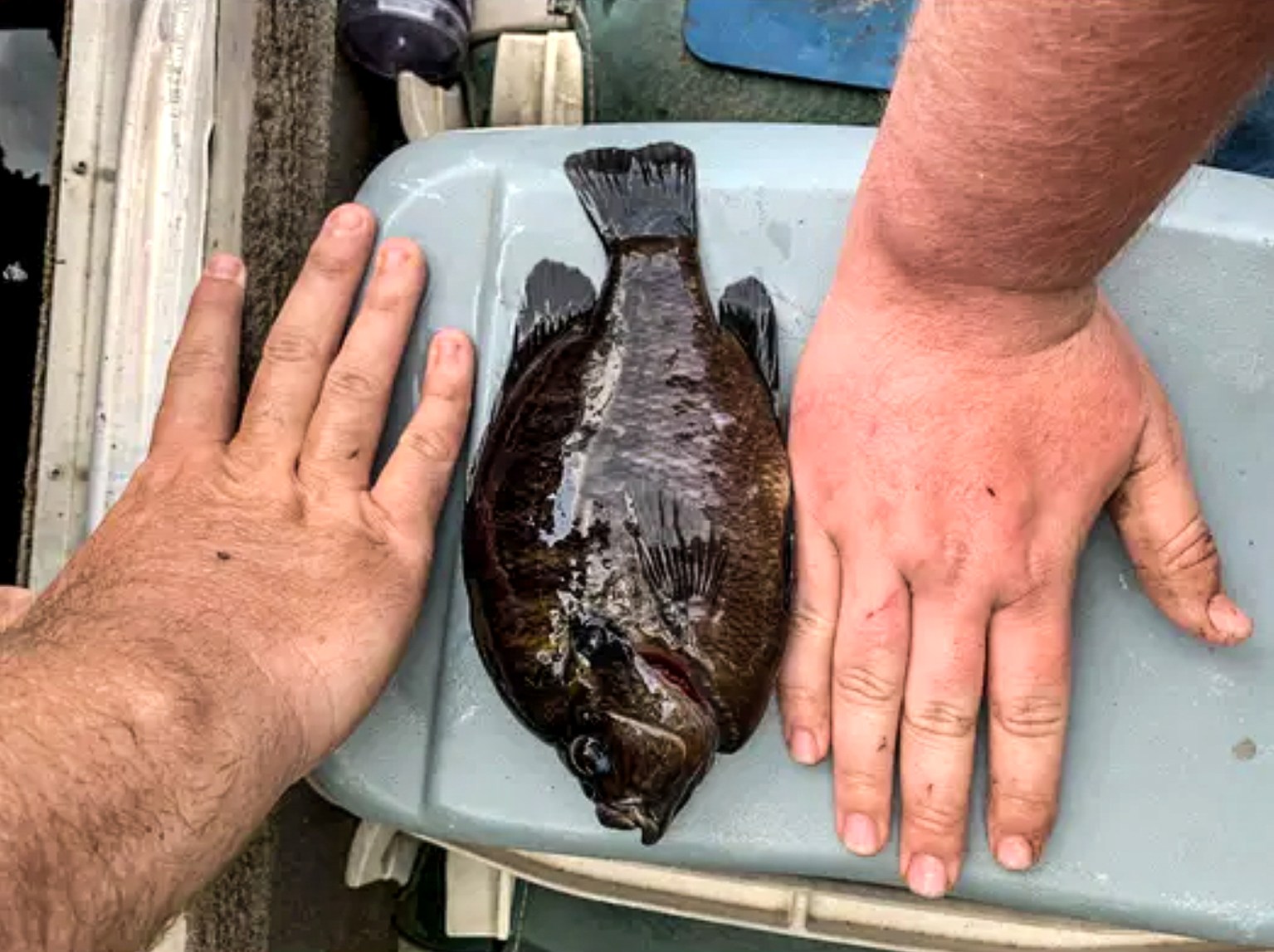 Georgia Catfisherman Lands Record Spotted Sunfish | Outdoor Life