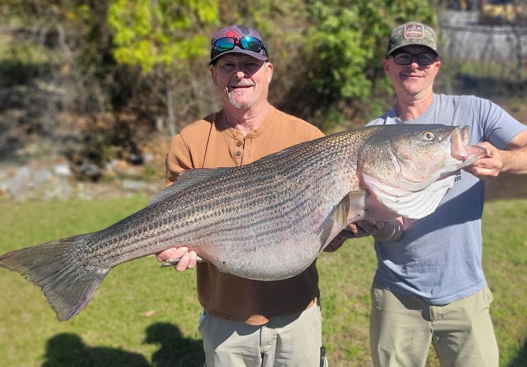 Perch Fisherman Catches a State-Record Striped Bass on Light Line ...