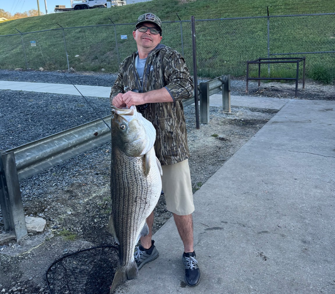 Shorebound Angler Lands 50-Plus-Pound Striped Bass, Breaks a 42-Year ...