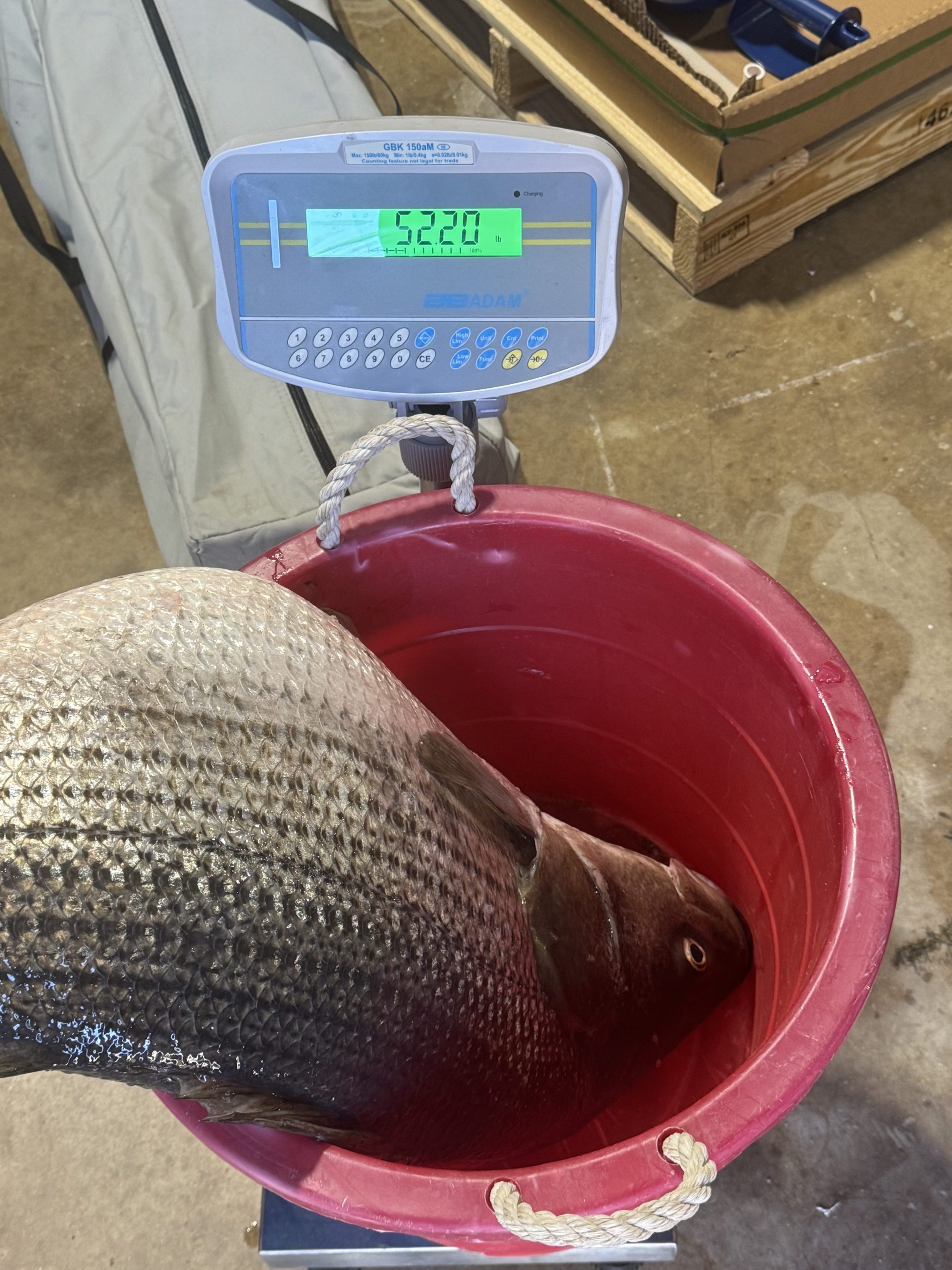 Shorebound Angler Lands 50-Plus-Pound Striped Bass, Breaks a 42-Year ...