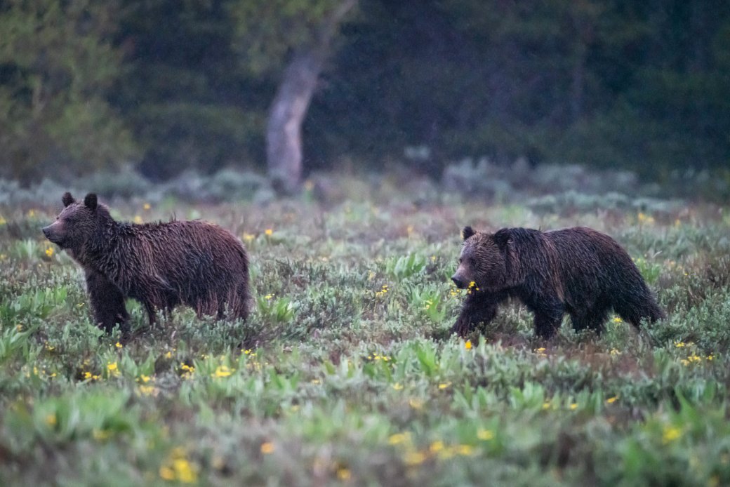 Researchers Just Said California Could Support Up to 1,700 Grizzly ...