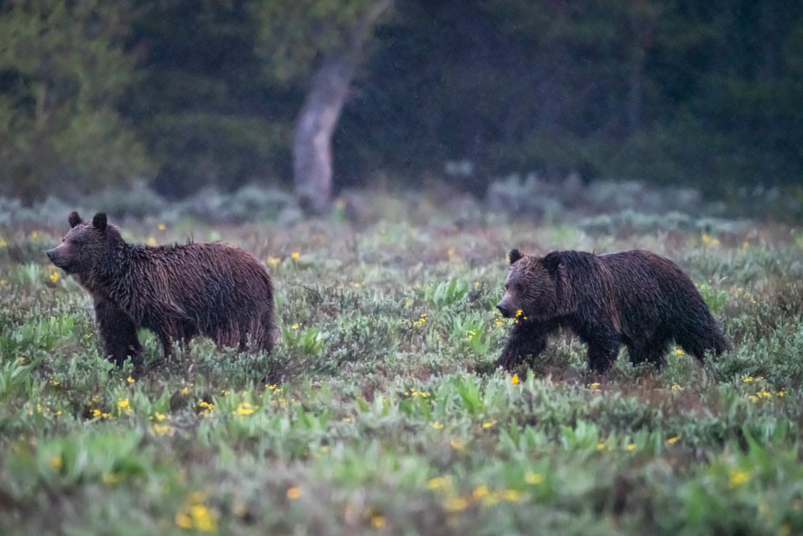 Researchers Just Said California Could Support Up to 1,700 Grizzly ...