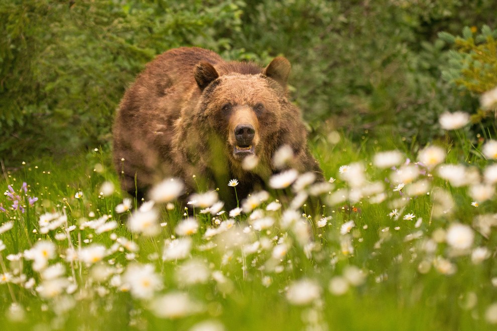 A Shed Hunter Shot and Killed a Charging Grizzly Bear in Montana | Outdoor Life