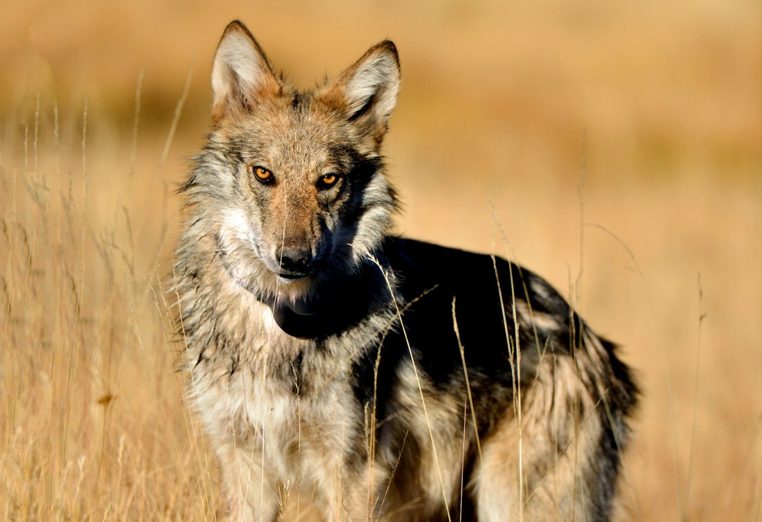 'The Situation Is Not Tolerable.' New Mexico County Declares State of ...