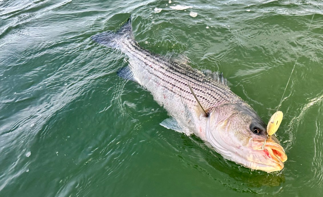 Quick Strike Podcast: 3 Critical Things to Know About Stripers in ...