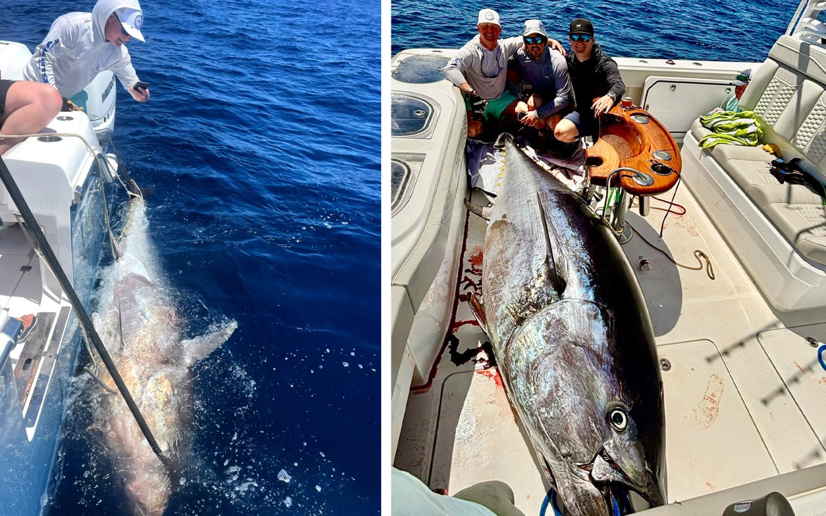 It’s Official: This Gigantic Tuna Is the Biggest Bluefin Ever Caught in ...
