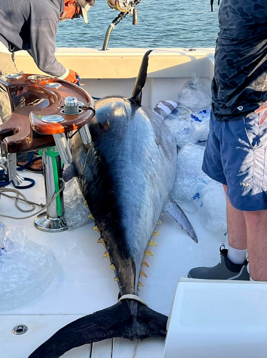 It’s Official: This Gigantic Tuna Is the Biggest Bluefin Ever Caught in ...