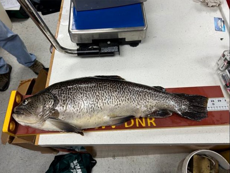 Father-Son Fishing Trip Nets a New State-Record Tiger Trout in West ...