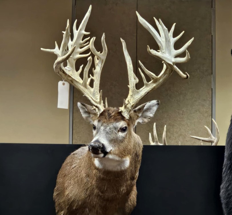 This 49-Point Buck Was Promoted as a New State Record. Critics Say It ...
