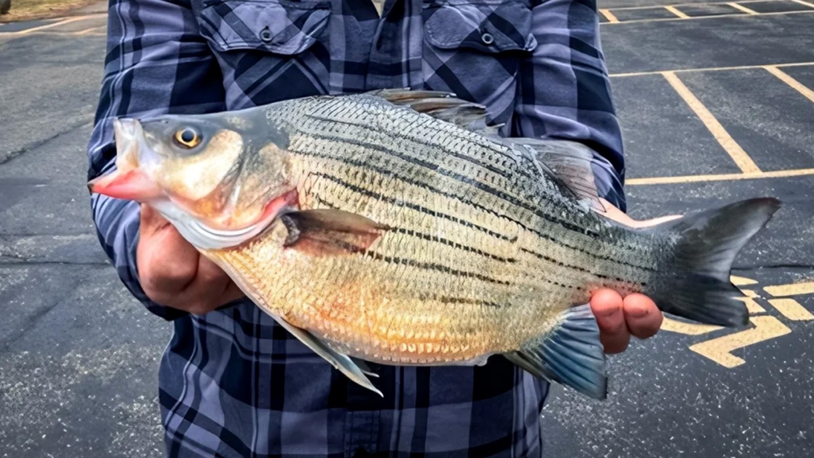Shore Fisherman Lands Wisconsin Record Yellow Bass