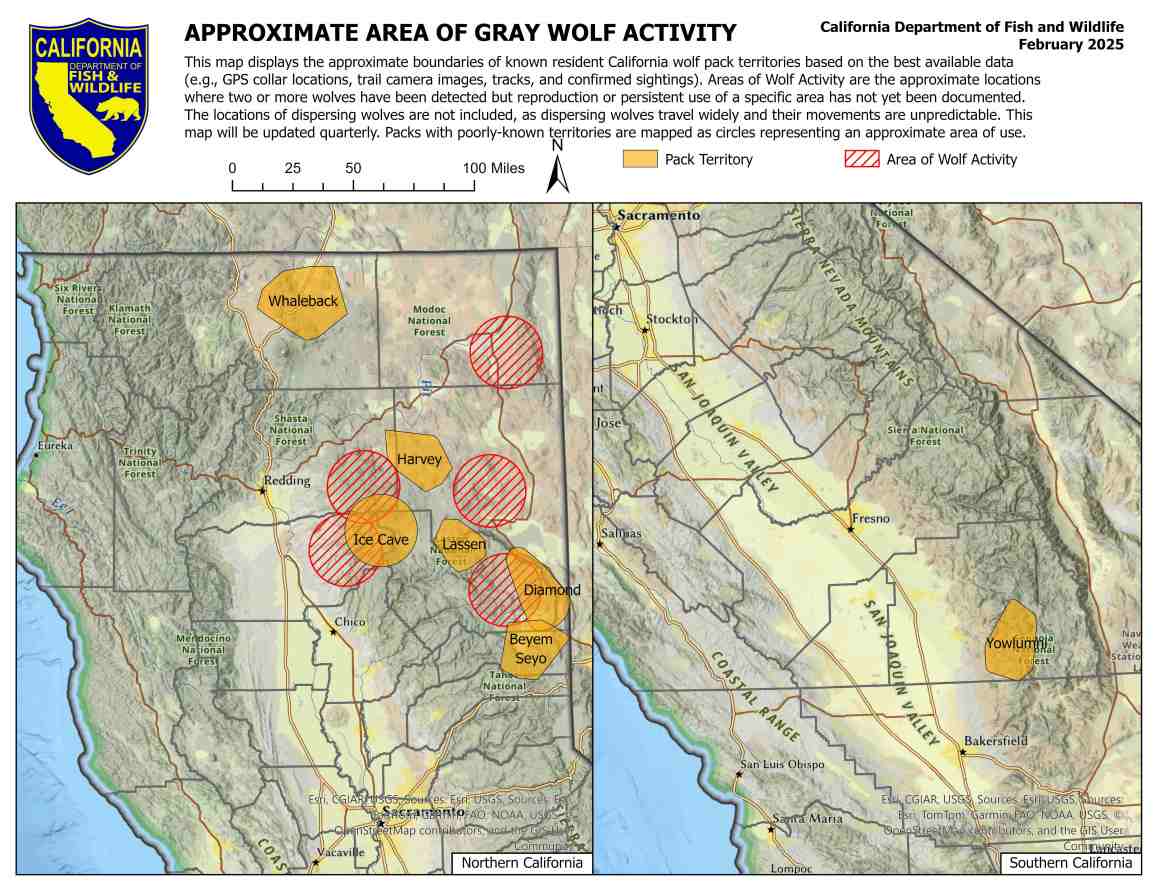 California County 'Under Siege' from Gray Wolves | Outdoor Life
