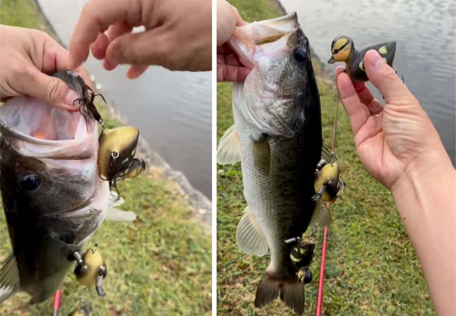 Watch: Angler Catches Bass on His Own 3D-Printed Duckling Lure