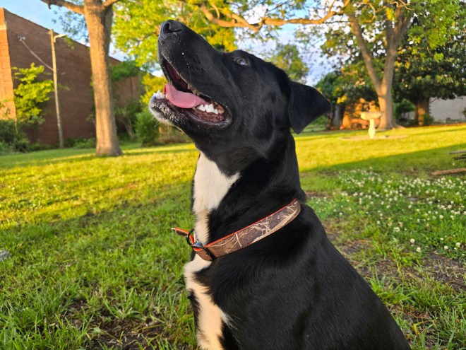 The Best Dog Collars of 2026, Tested and Reviewed