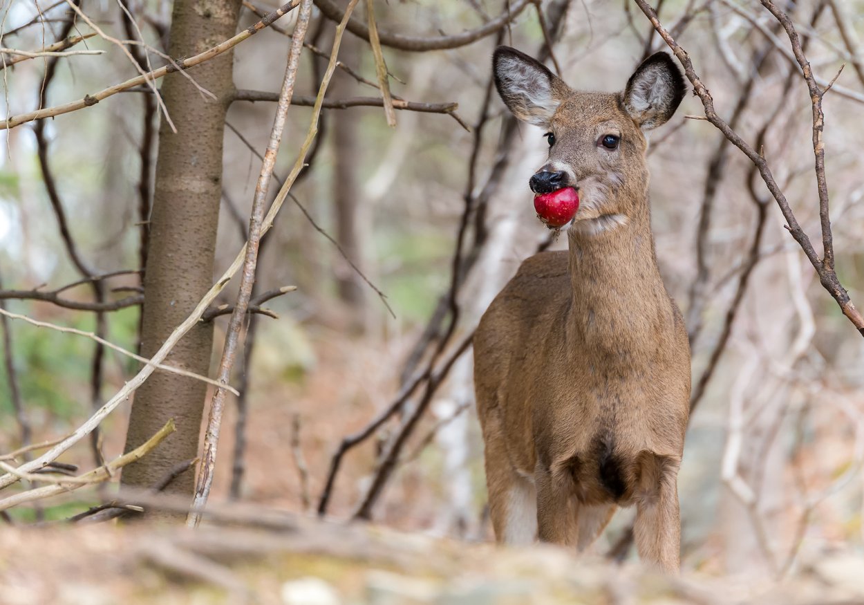 Tennessee Legalizes Deer Hunting Over Bait