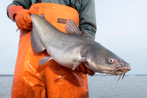 Big Blue Catfish Caught in Kansas Could Be a Record