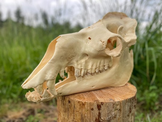 I Hunted Feral Camels In the Australian Outback | Outdoor Life