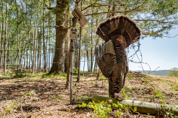 How to Use Trail Cameras for Turkey Hunting | Outdoor Life