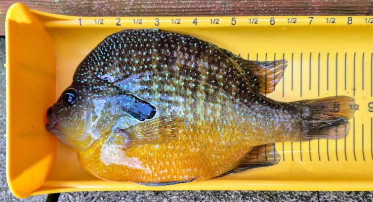 New York City Carpenter Tags a 197-Inch, State-Record Buck...On Long Island