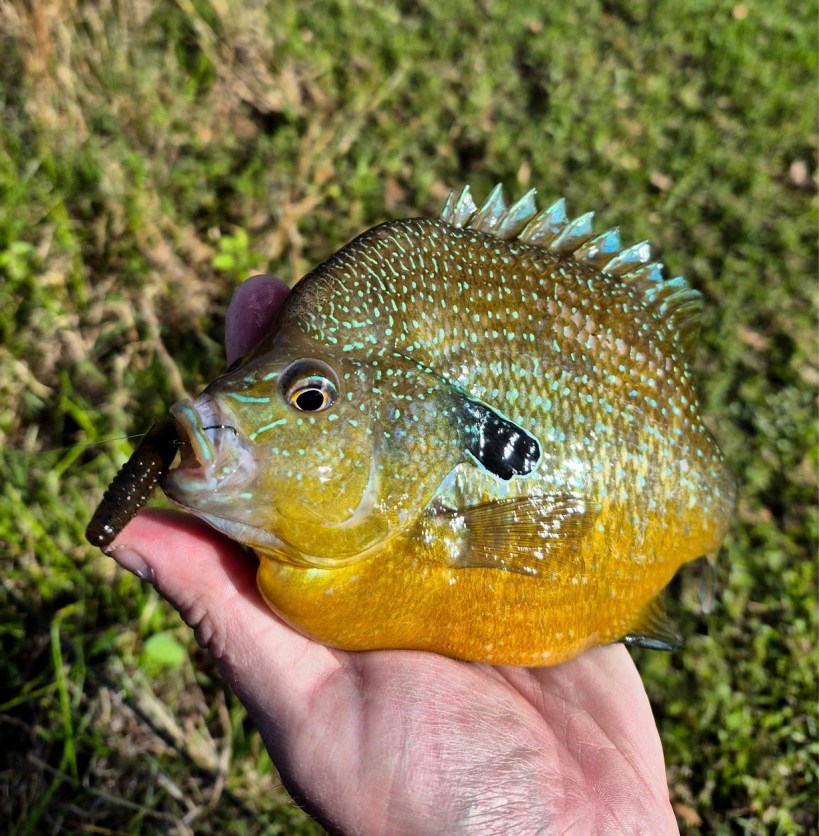 Lure Maker Catches 2 Record Sunfish Back to Back