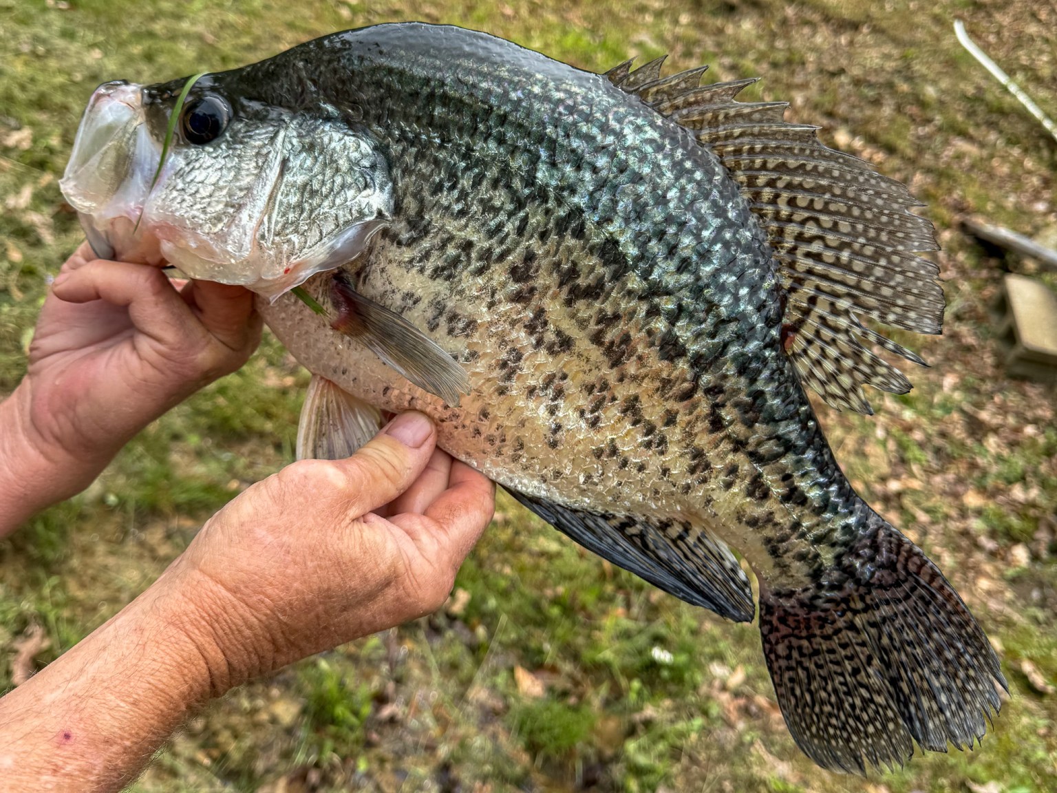 Fisherman Catches New West Virginia State Record Black Crappie