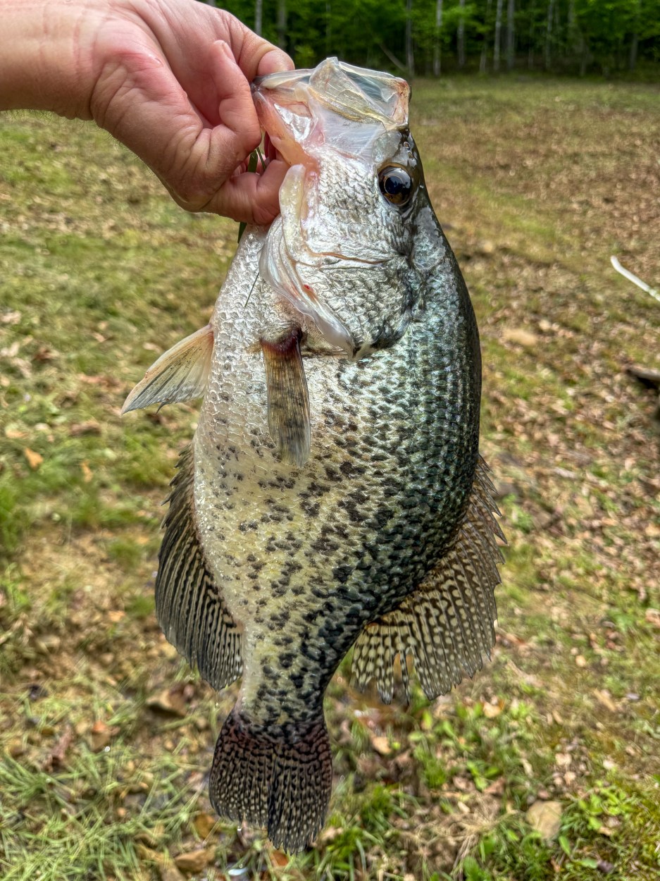 Fisherman Catches New West Virginia State Record Black Crappie