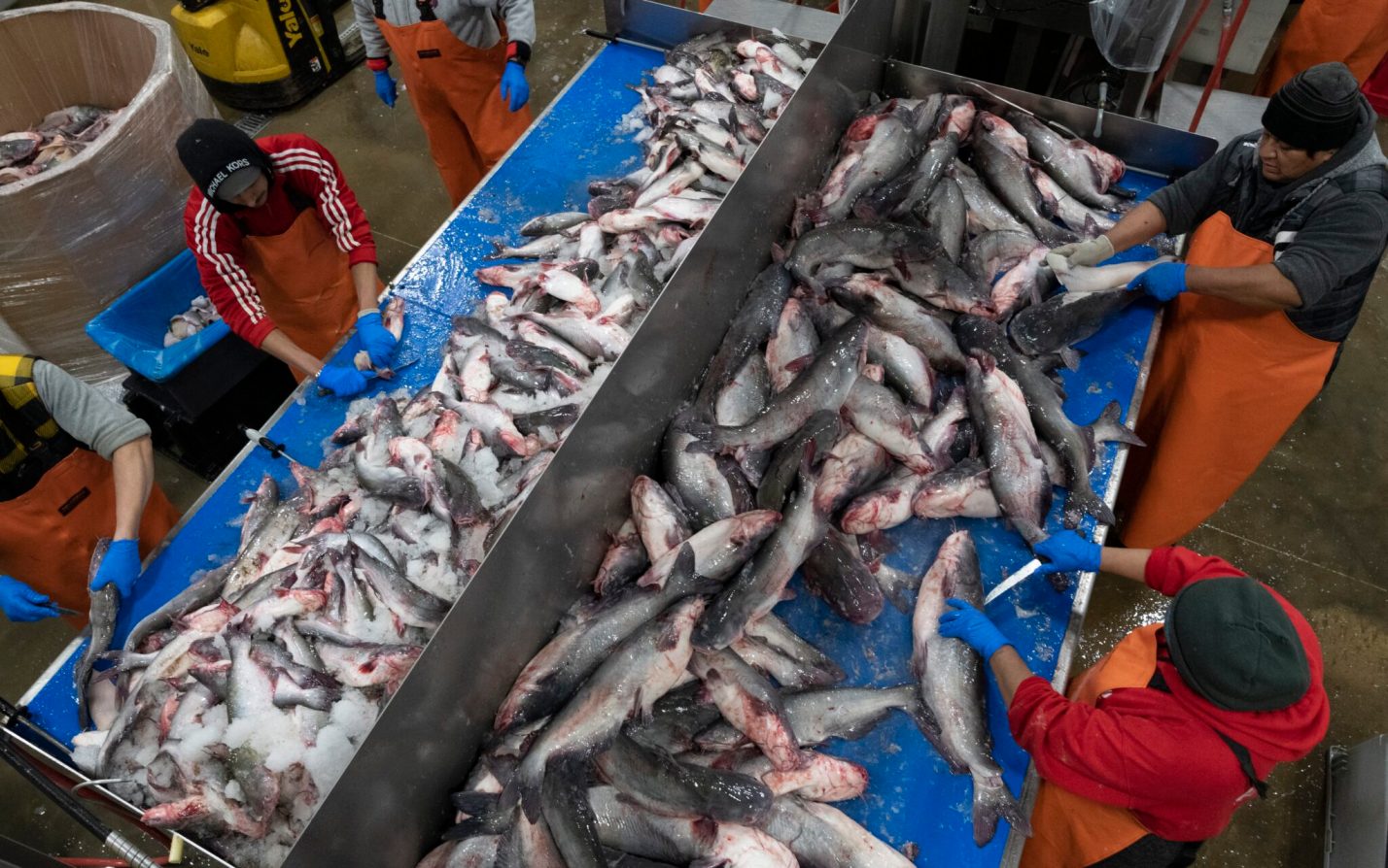 These Photos and Videos Reveal Why Maryland's Blue Catfish Must Be ...