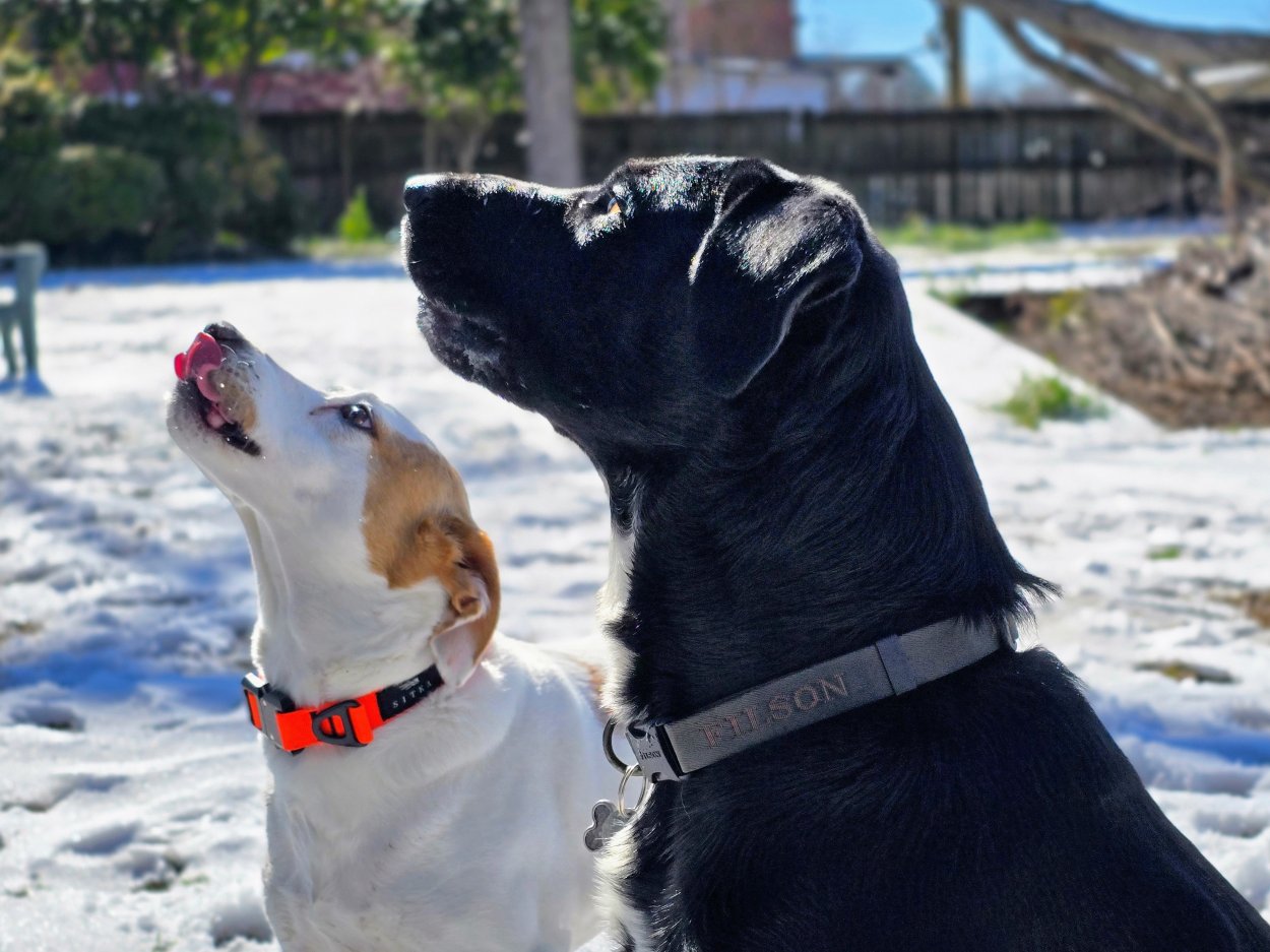 The Best Dog Collars of 2026, Tested and Reviewed