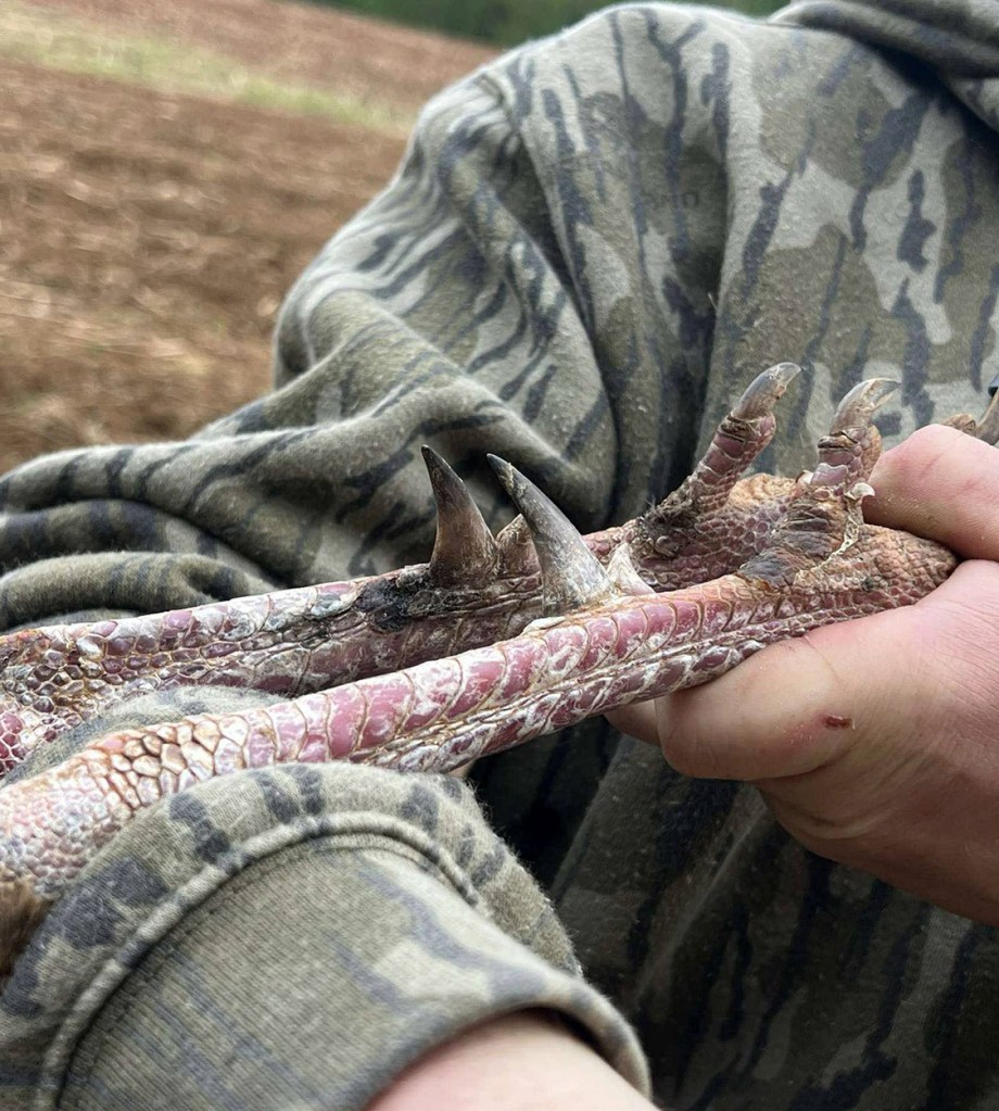 Hunter Tags Double-Spurred Gobbler
