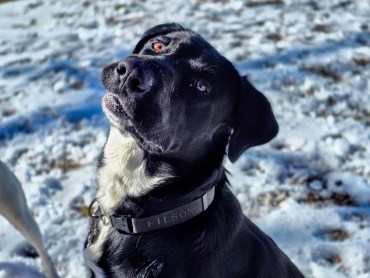The Best Dog Collars of 2026, Tested and Reviewed