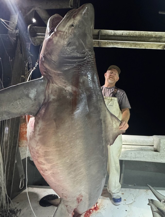 This Giant Bull Shark Would Have Obliterated the Alabama Record ...