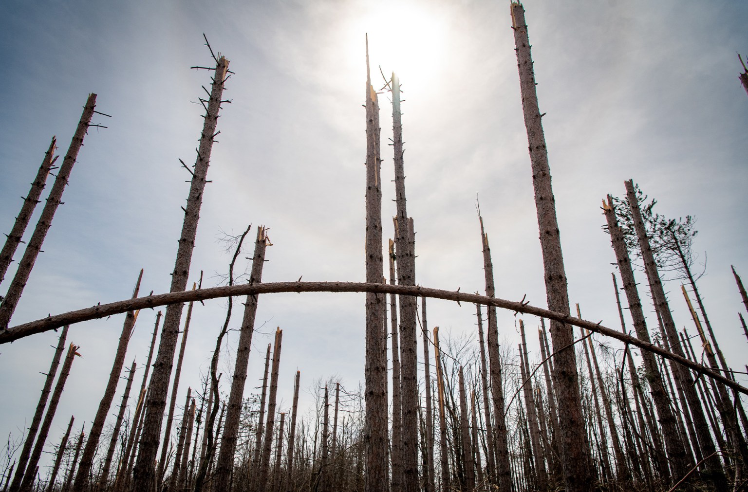 What's Next for Michigan Forests After the Historic Ice Storm?