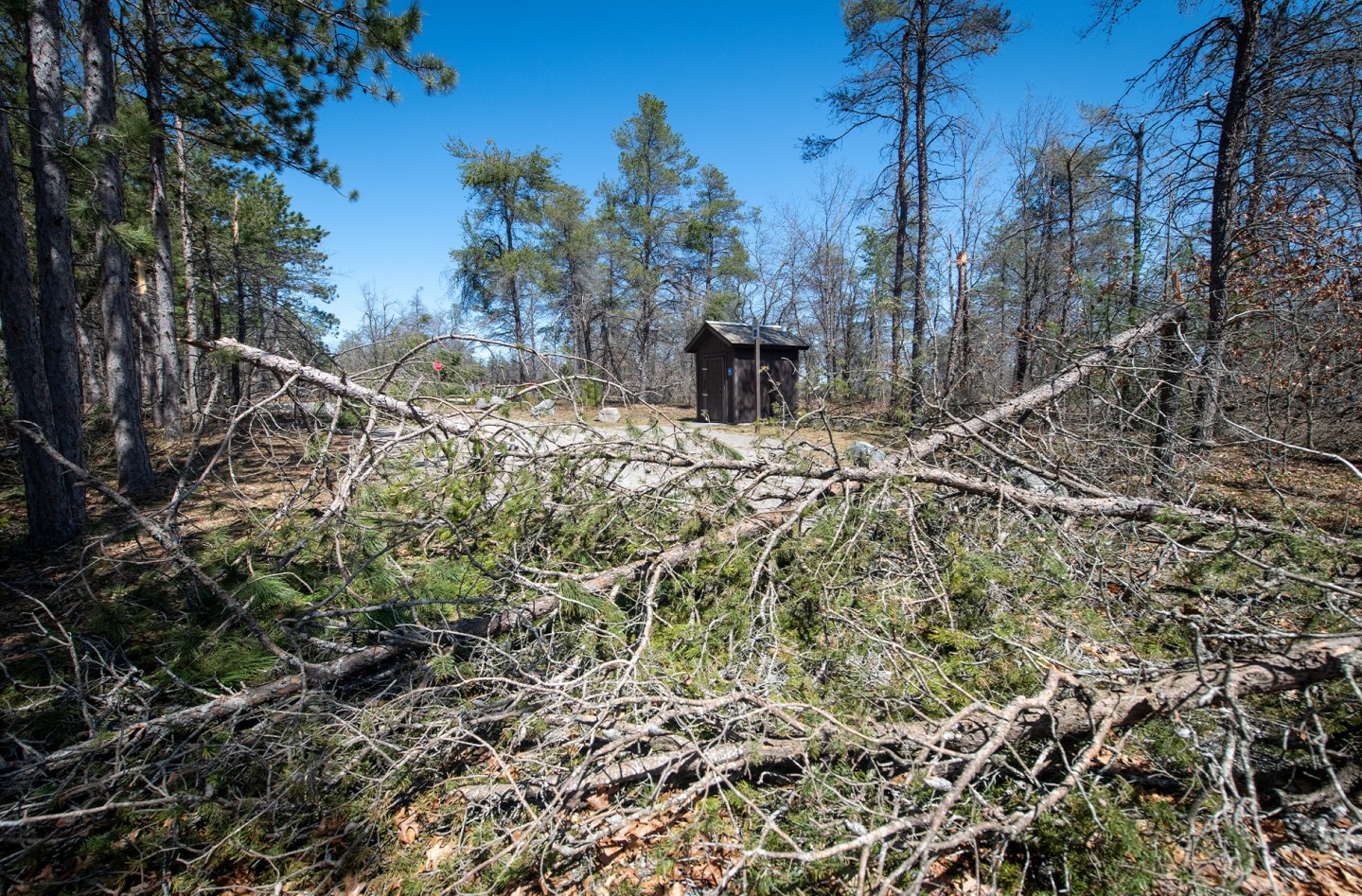 What's Next for Michigan Forests After the Historic Ice Storm?