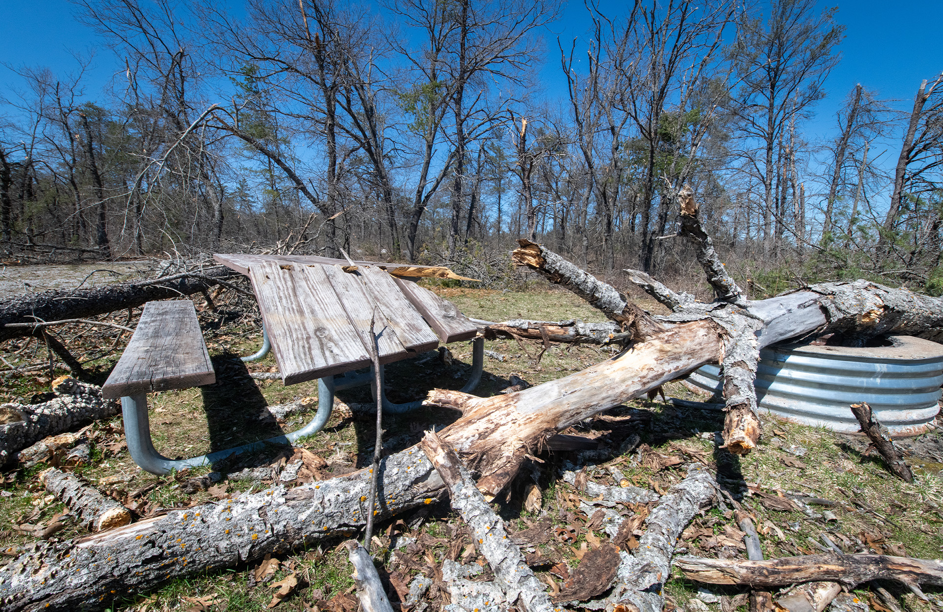 What's Next for Michigan Forests After the Historic Ice Storm?