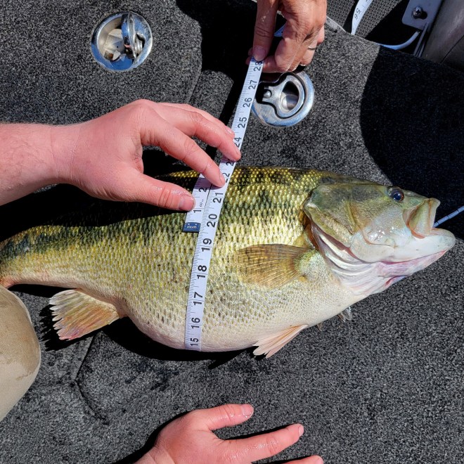 Oregon State-Record Spotted Bass Isn't Recognized