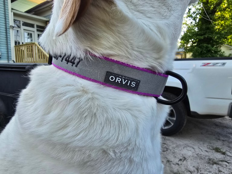 The Best Dog Collars of 2026, Tested and Reviewed