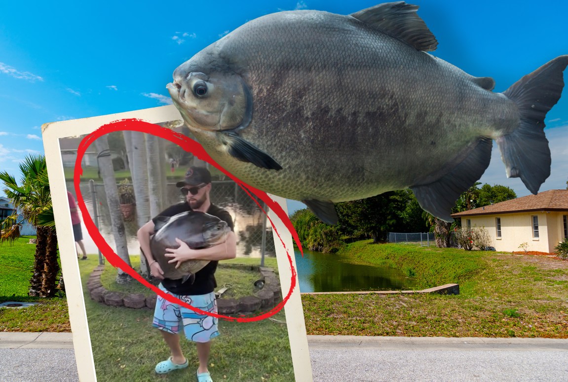 Video: Florida Man Catches Massive Pacu in Neighborhood Canal