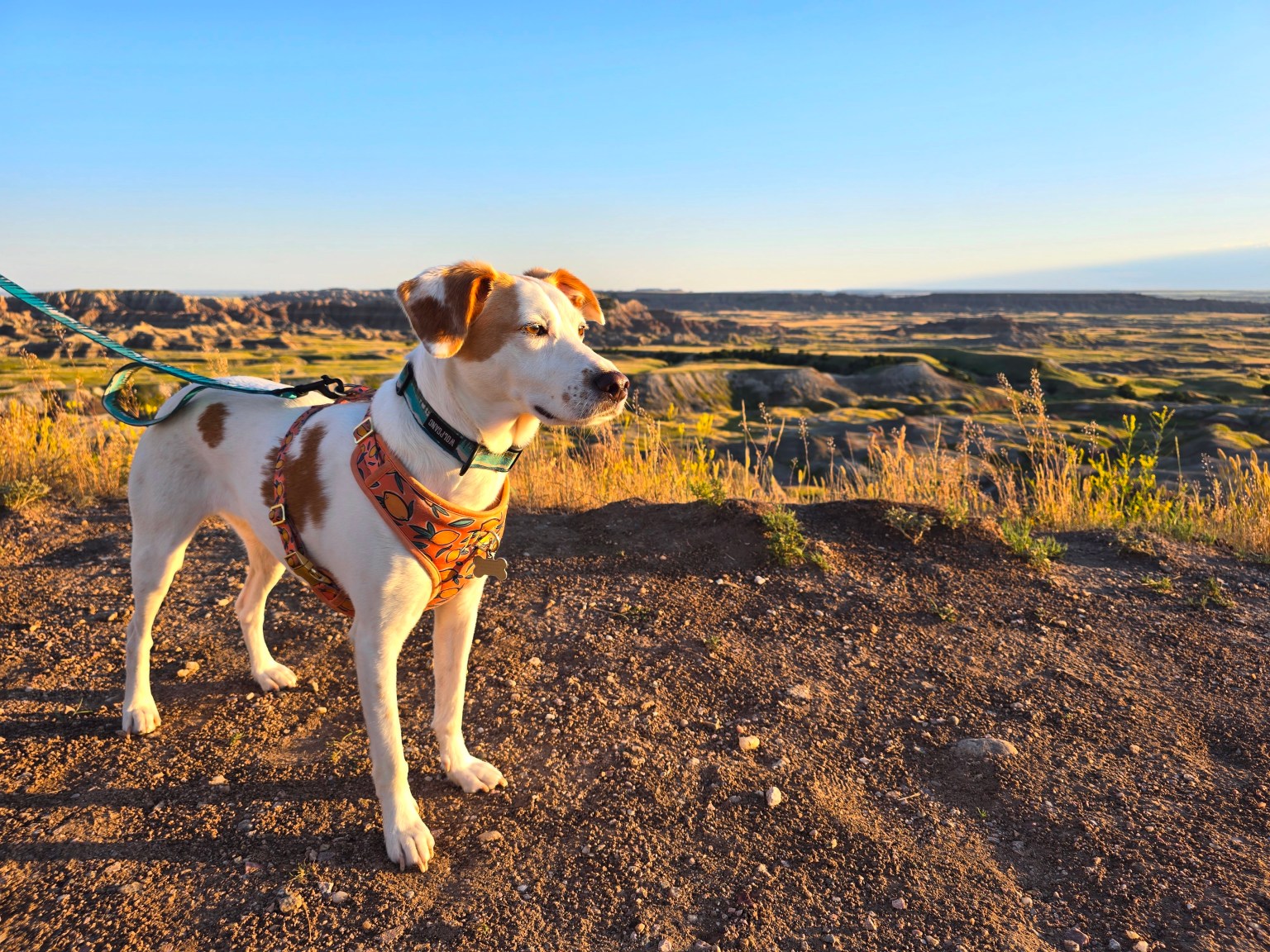 The Best Dog Collars of 2026, Tested and Reviewed