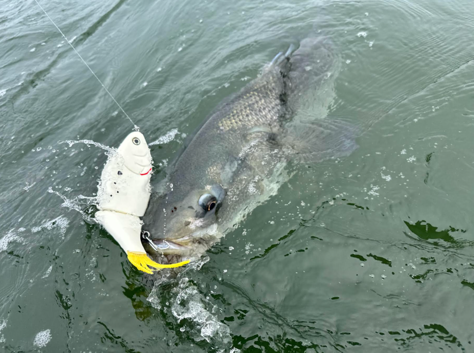 Use Glide Baits to Catch Big Saltwater Fish | Outdoor Life