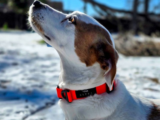 The Best Dog Collars of 2026, Tested and Reviewed