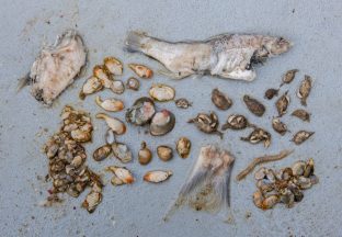 These Photos and Videos Reveal Why Maryland's Blue Catfish Must Be ...