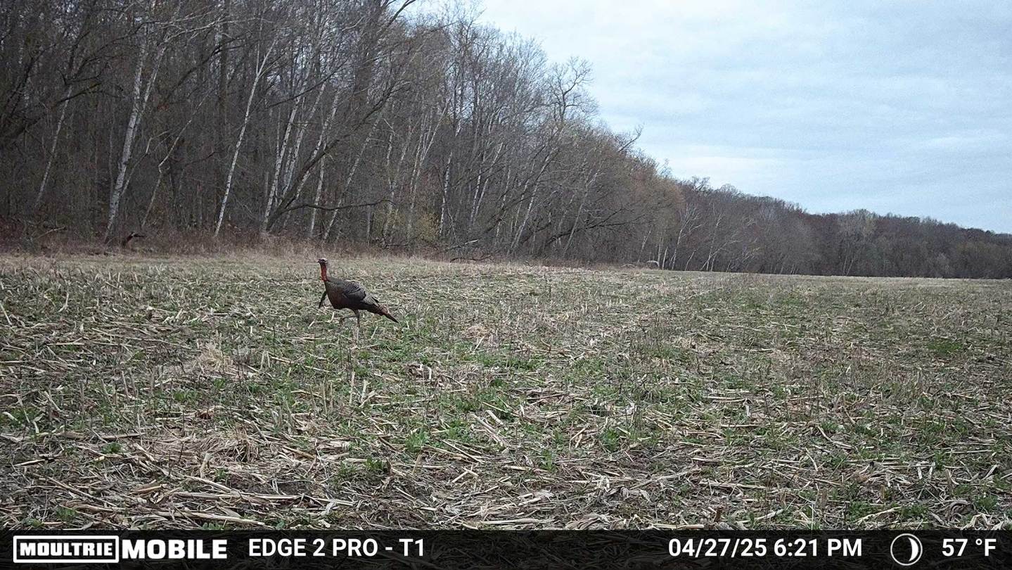 How to Use Trail Cameras for Turkey Hunting | Outdoor Life