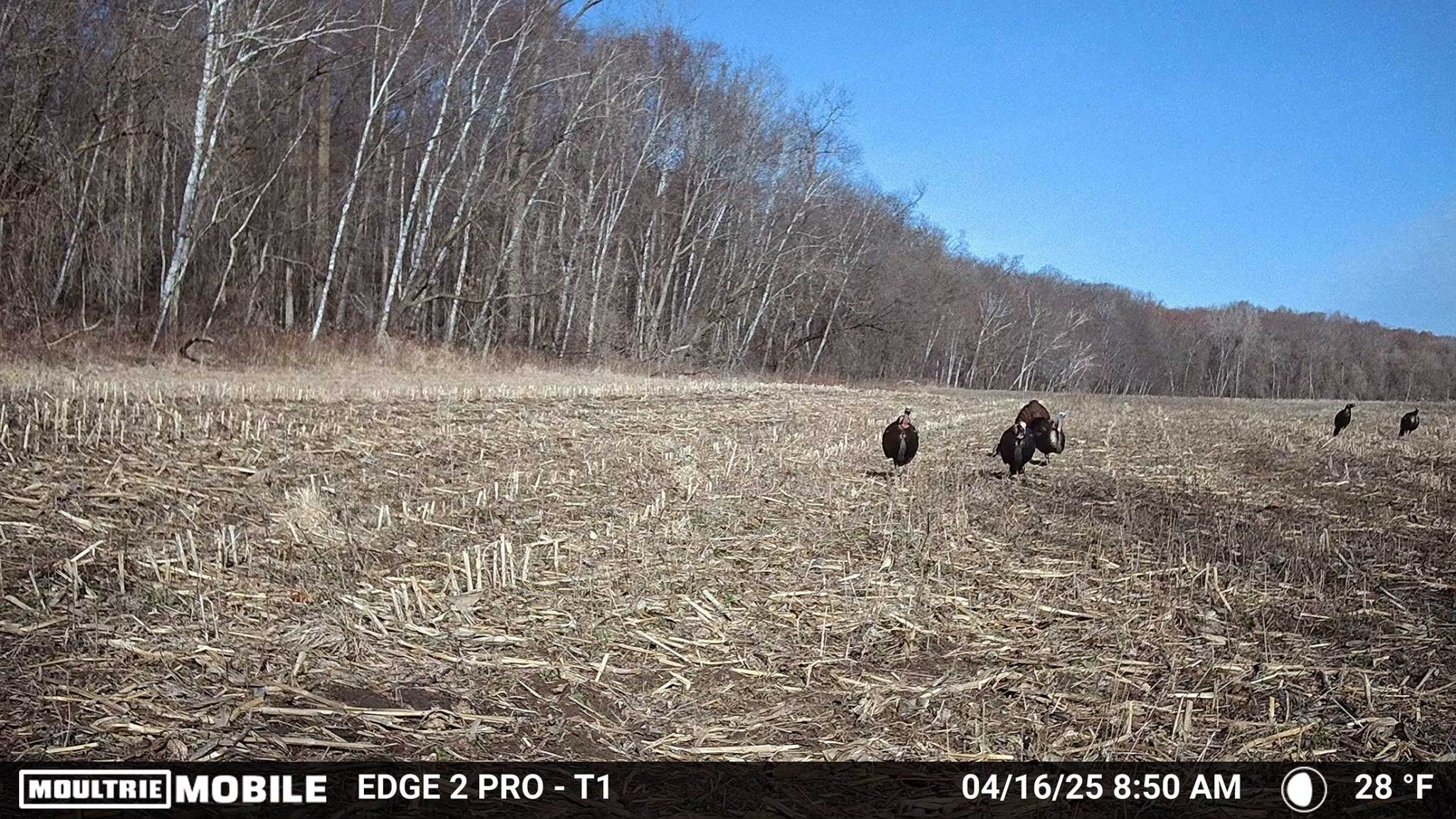 How to Use Trail Cameras for Turkey Hunting | Outdoor Life