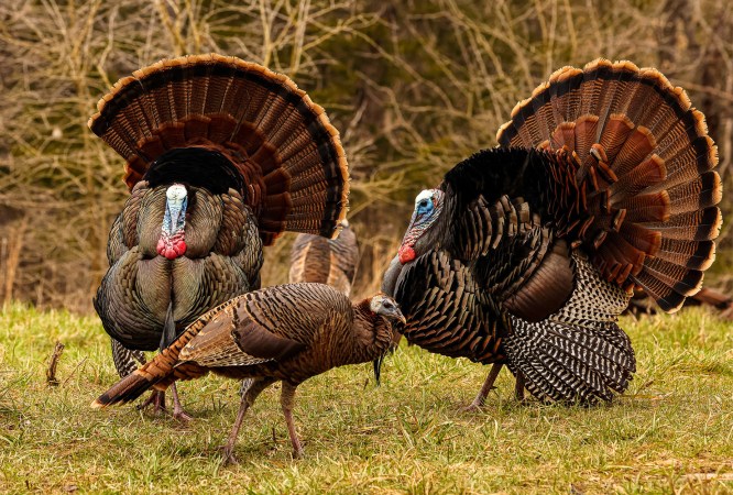 Where to Shoot a Turkey | Outdoor Life
