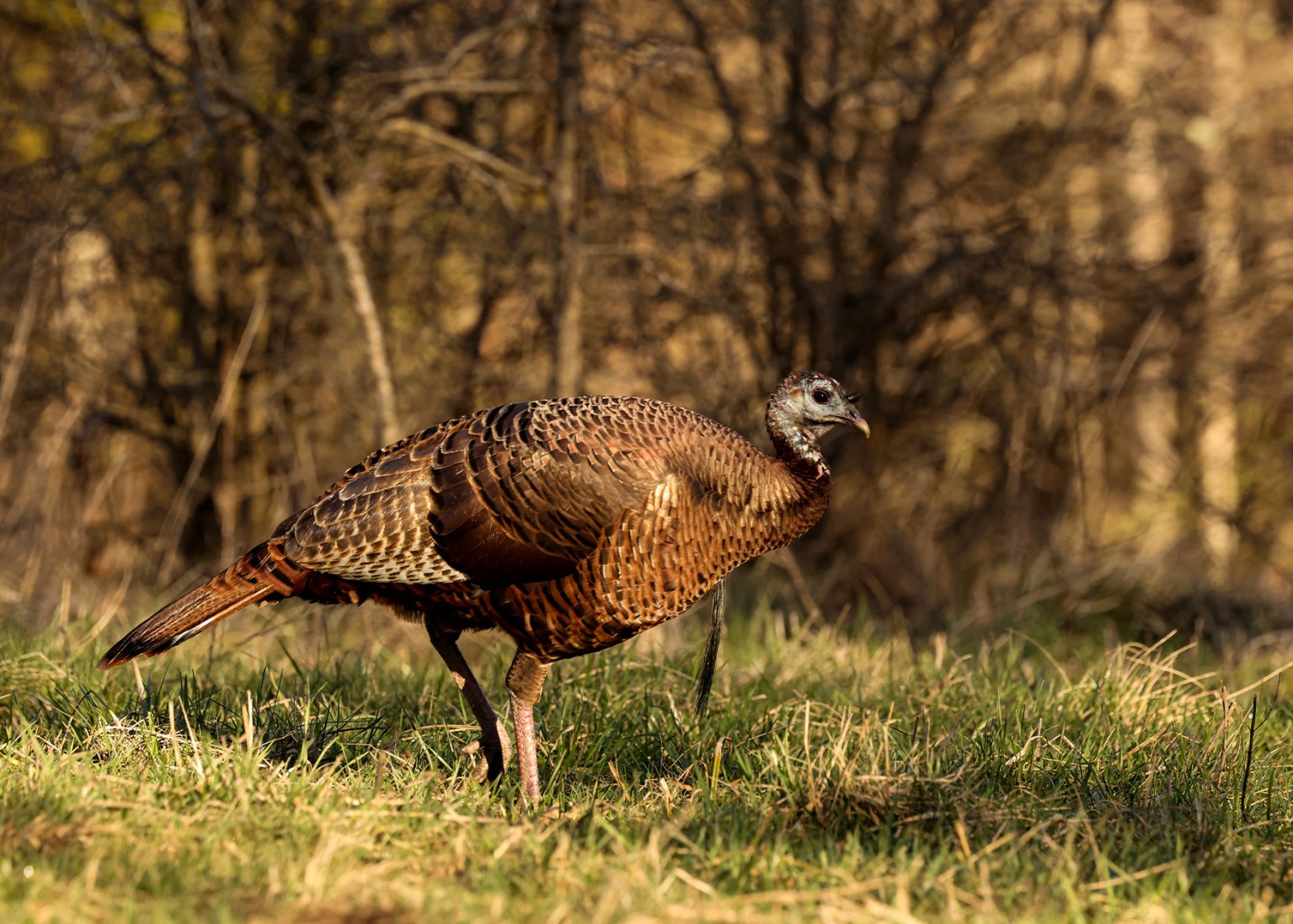 Why Do We Still Shoot Hen Turkeys?