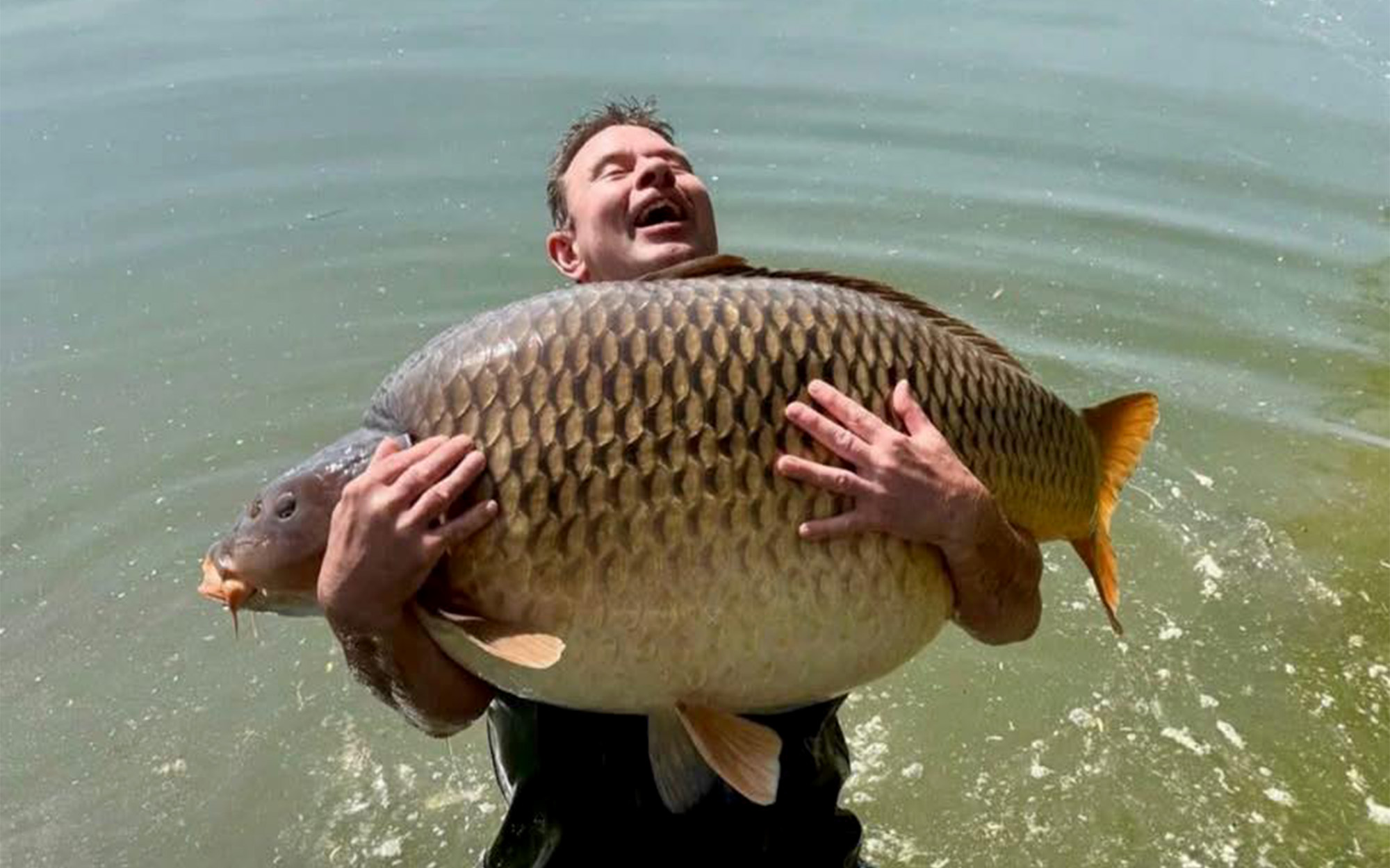 common carp size