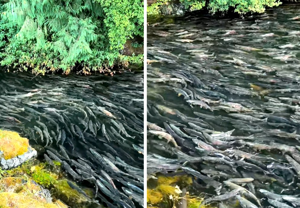 Viral Video of Epic Salmon Run Is a Glimpse of the Old Times | Outdoor Life