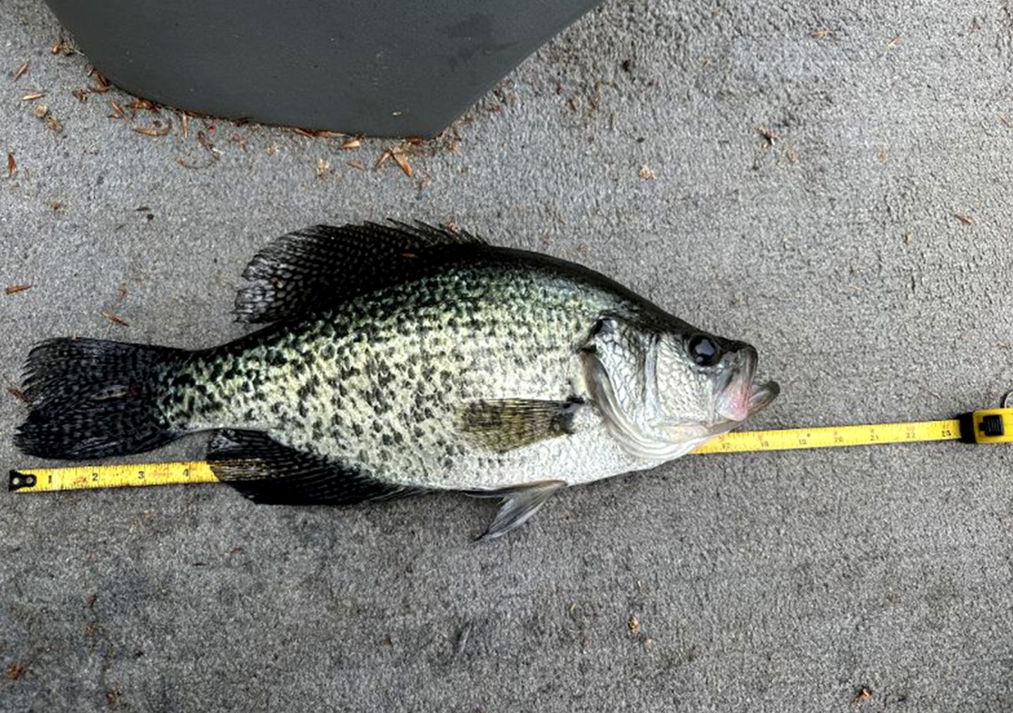 Slab Crappie Misses World-Record Status on a Technicality
