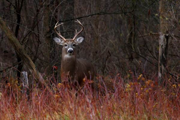 New York City Carpenter Tags a 197-Inch, State-Record Buck...On Long Island