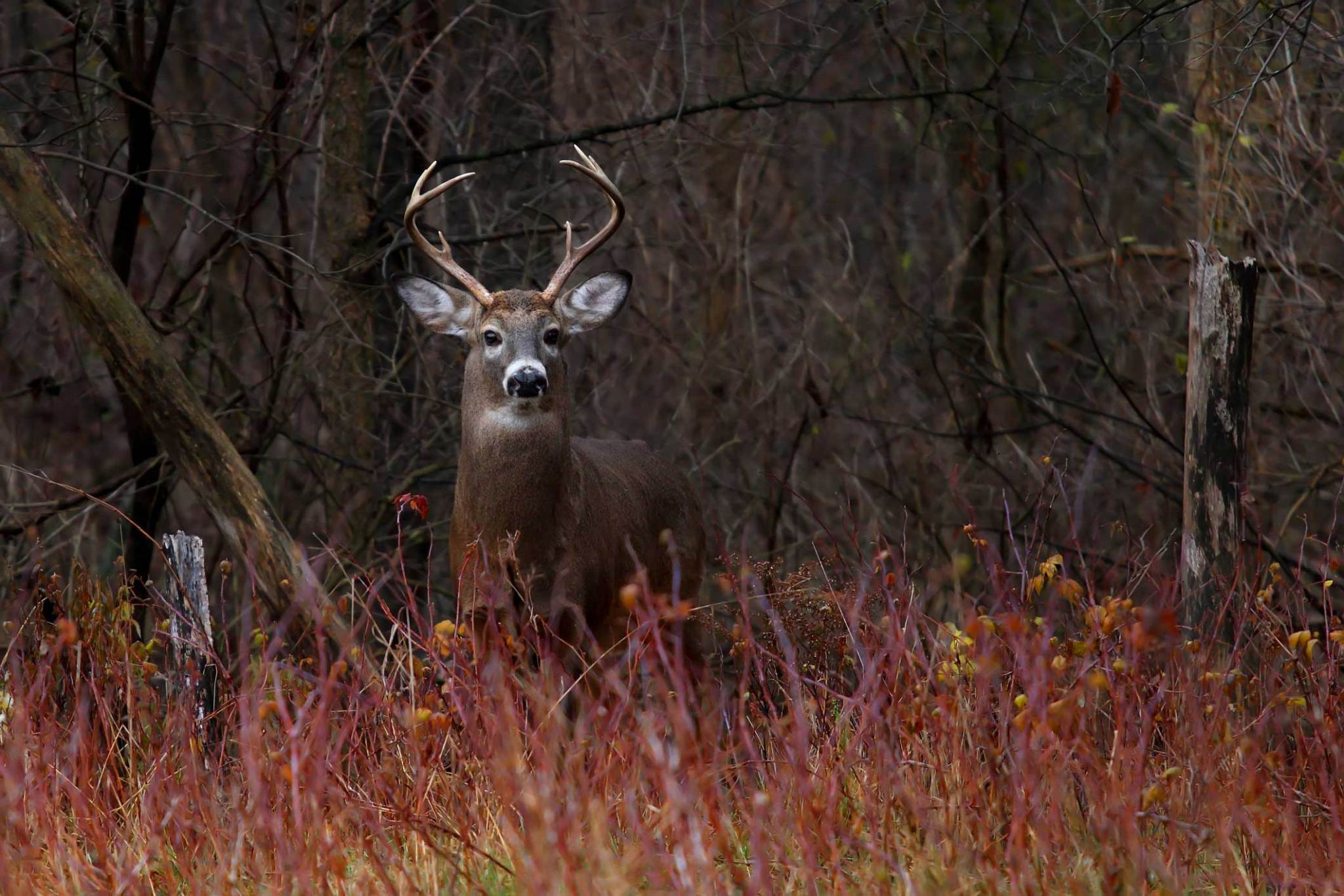 Wisconsin Claims Record Deer Numbers, But Chronic Wasting Disease ...